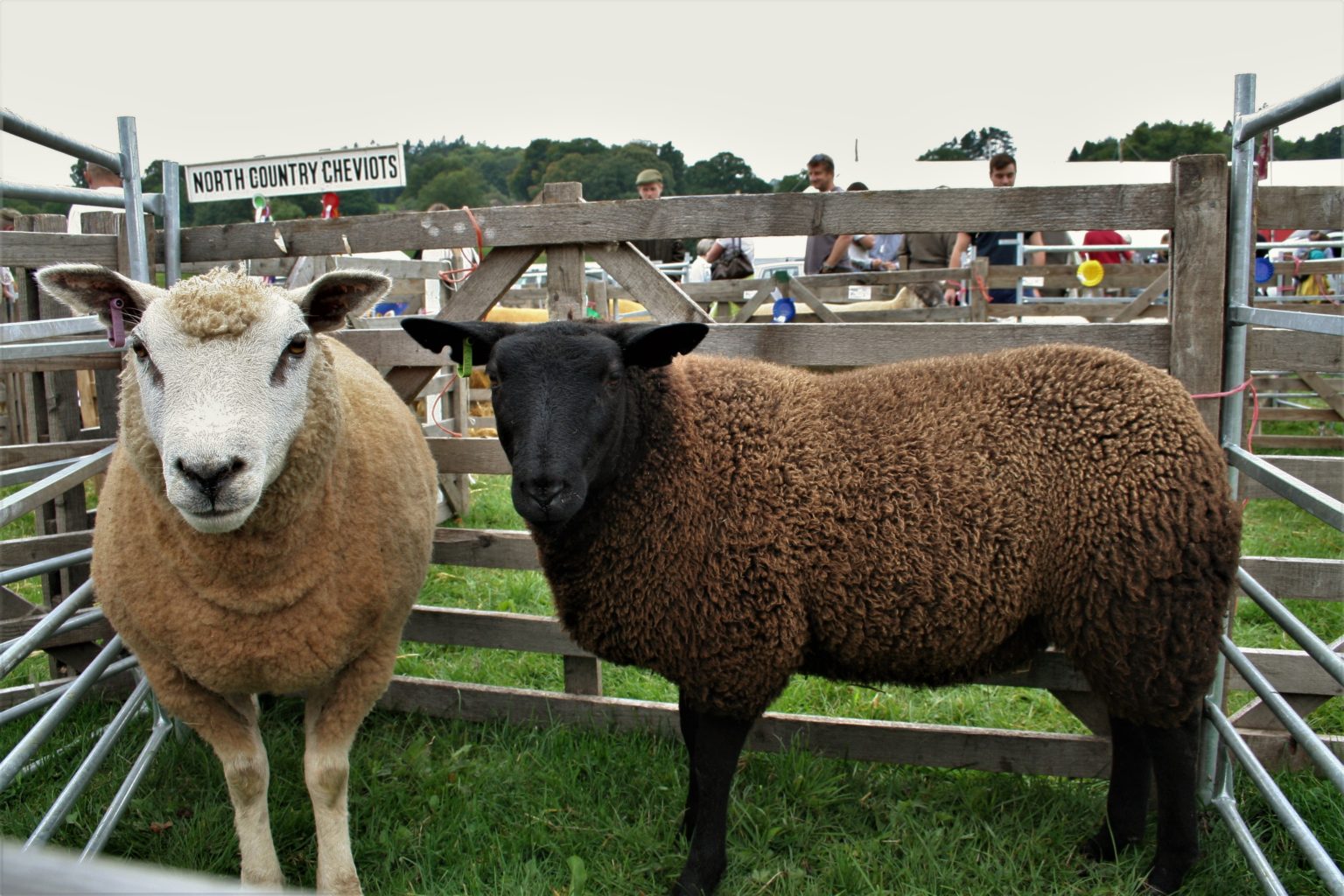 Pateley Bridge | Small Market Town in Nidderdale, North Yorkshire
